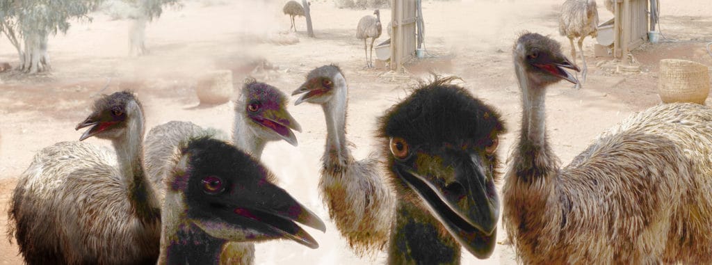 Australia Trip: Screaming Birds | Finding Life After Loss